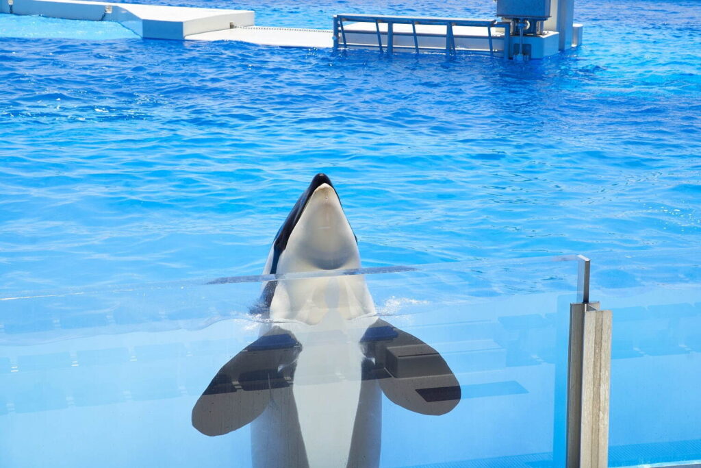 Kobe Suma Sea World พิพิธภัณฑ์สัตว์น้ำเมืองโกเบโฉมใหม่